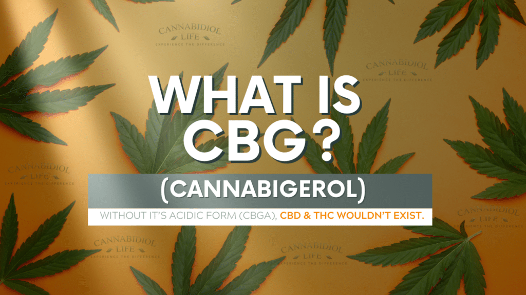 What Is CBG? New Uses, Benefits, Studies & Top Products 2024